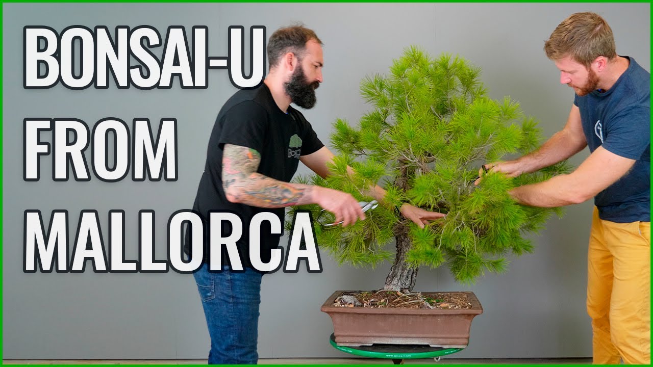 Bonsai mallorca - Rey Bonsai