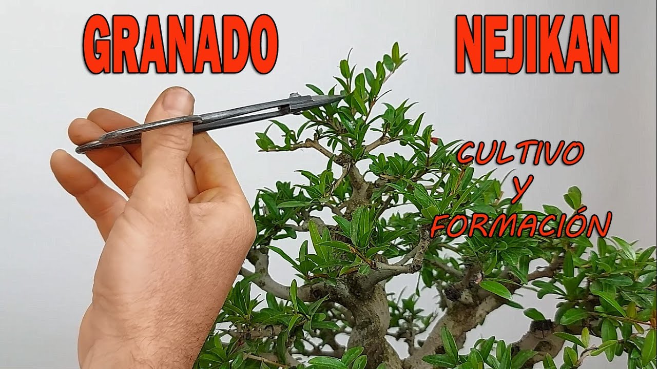 Granado bonsai - Rey Bonsai